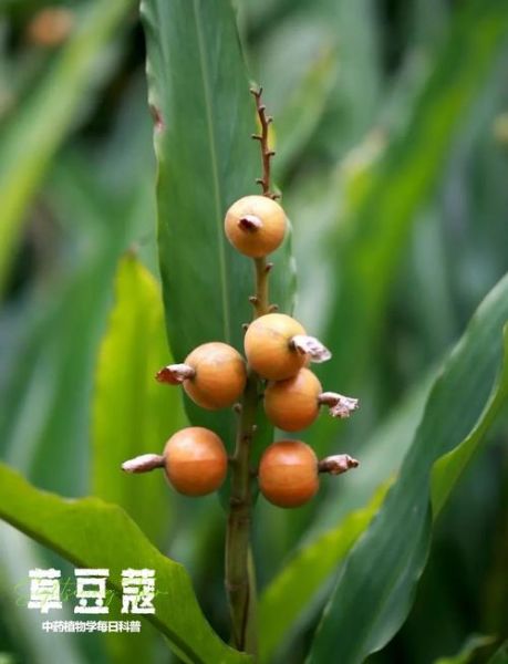 草寇图片的功效与作用_草寇与草豆蔻区别-第1张图片-山城妙识