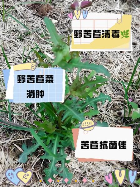 野莴苣菜能吃吗_野莴苣菜和苦菜区别-第2张图片-山城妙识 野莴苣菜能吃吗_野莴苣菜和苦菜区别-第2张图片-山城妙识