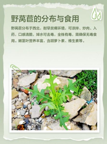野莴苣菜能吃吗_野莴苣菜和苦菜区别-第1张图片-山城妙识 野莴苣菜能吃吗_野莴苣菜和苦菜区别-第1张图片-山城妙识