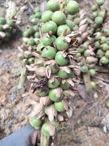 草寇图片的功效与作用_草寇与草豆蔻区别-第3张图片-山城妙识