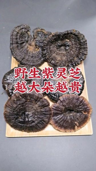野生灵芝价格多少钱一斤_野生灵芝价格受哪些因素影响-第2张图片-山城妙识