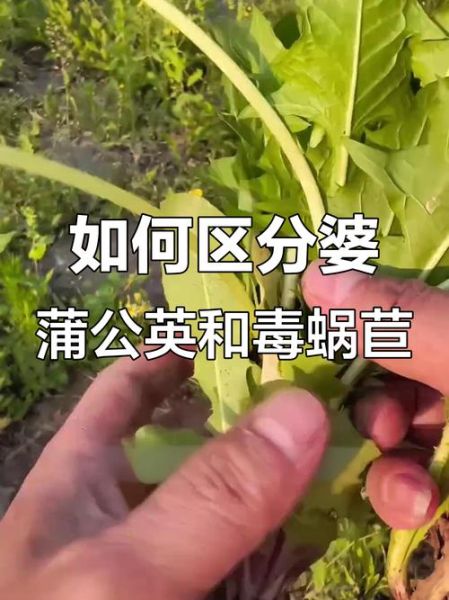 野莴苣菜能吃吗_野莴苣菜和苦菜区别-第3张图片-山城妙识 野莴苣菜能吃吗_野莴苣菜和苦菜区别-第3张图片-山城妙识