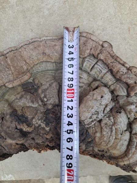 野生灵芝价格多少钱一斤_野生灵芝价格受哪些因素影响-第3张图片-山城妙识