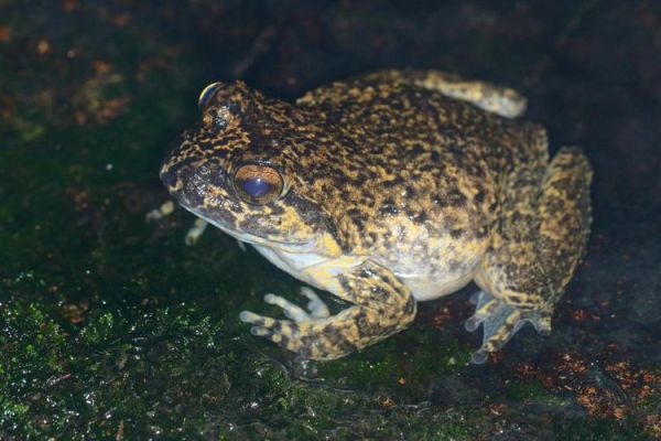 野生石蛙图片_如何分辨真假-第2张图片-山城妙识 野生石蛙图片_如何分辨真假-第2张图片-山城妙识