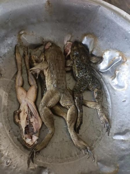 野生石蛙图片_如何分辨真假-第3张图片-山城妙识 野生石蛙图片_如何分辨真假-第3张图片-山城妙识