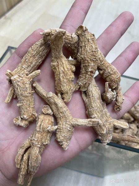 花旗参怎么吃效果好_花旗参的正确吃法-第1张图片-山城妙识