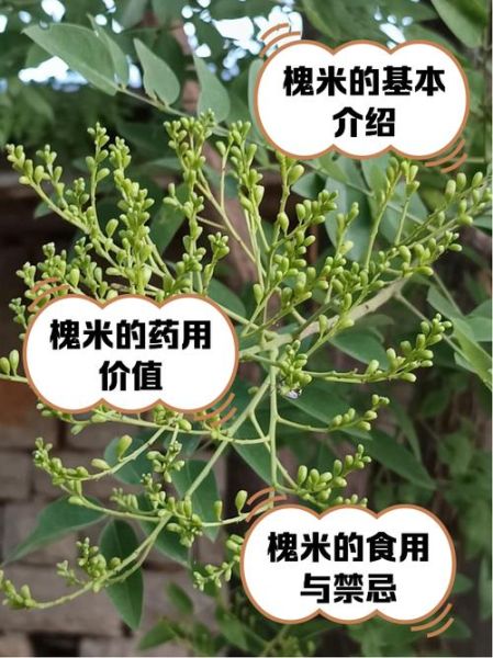 槐米图片大全_如何辨别真假槐米-第1张图片-山城妙识