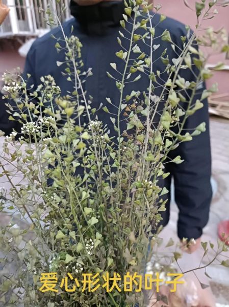 野生荠荠菜什么时候开花_荠荠菜开花还能吃吗-第1张图片-山城妙识 野生荠荠菜什么时候开花_荠荠菜开花还能吃吗-第1张图片-山城妙识