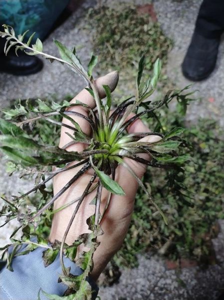 野生荠荠菜什么时候开花_荠荠菜开花还能吃吗-第3张图片-山城妙识 野生荠荠菜什么时候开花_荠荠菜开花还能吃吗-第3张图片-山城妙识