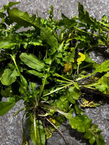 野生荠荠菜什么时候开花_荠荠菜开花还能吃吗-第2张图片-山城妙识 野生荠荠菜什么时候开花_荠荠菜开花还能吃吗-第2张图片-山城妙识