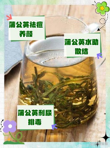 蒲公英泡水喝的功效与禁忌_长期喝有什么副作用-第2张图片-山城妙识