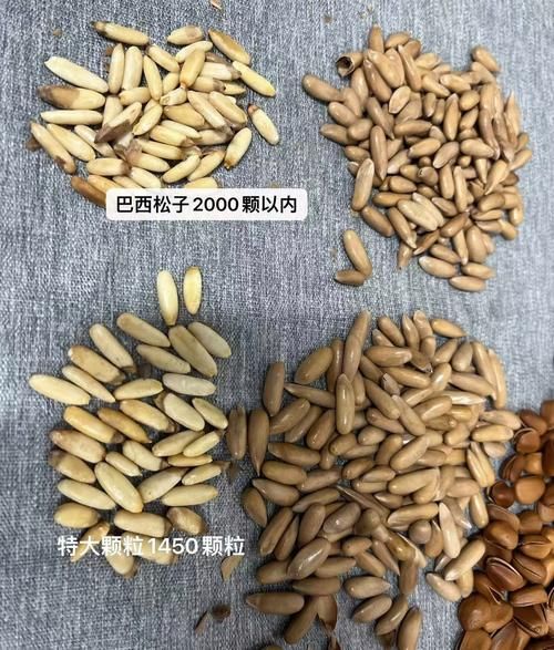 巴西松子图片_巴西松子真假怎么分辨-第1张图片-山城妙识 巴西松子图片_巴西松子真假怎么分辨-第1张图片-山城妙识