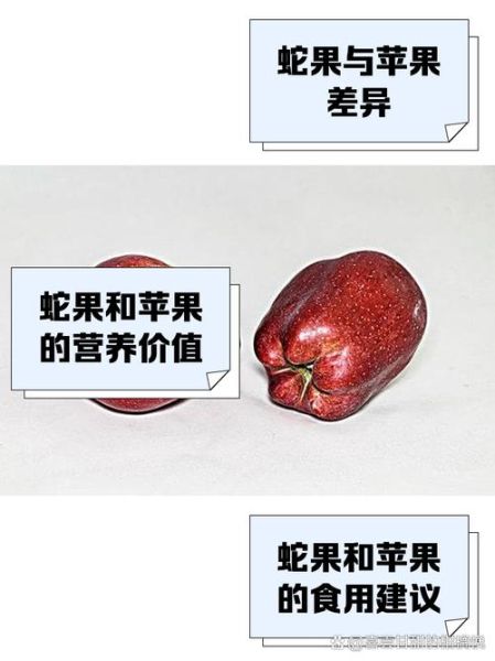 蛇果苹果和红富士哪个好_蛇果苹果营养价值高吗-第1张图片-山城妙识 蛇果苹果和红富士哪个好_蛇果苹果营养价值高吗-第1张图片-山城妙识