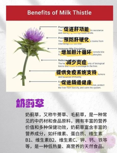 奶蓟草的功效与作用_奶蓟草护肝真的有用吗-第1张图片-山城妙识