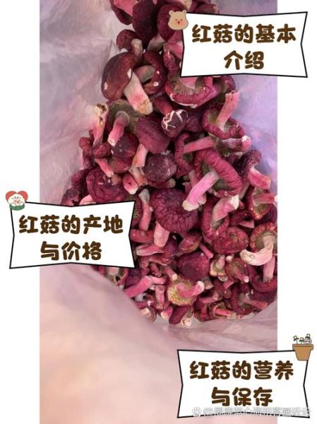 红菇的功效与作用_红菇多少钱一斤-第1张图片-山城妙识