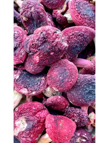 红菇的功效与作用_红菇多少钱一斤-第3张图片-山城妙识