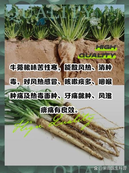 牛蒡根桂花茶的功效与作用_牛蒡桂花茶适合什么人喝-第1张图片-山城妙识