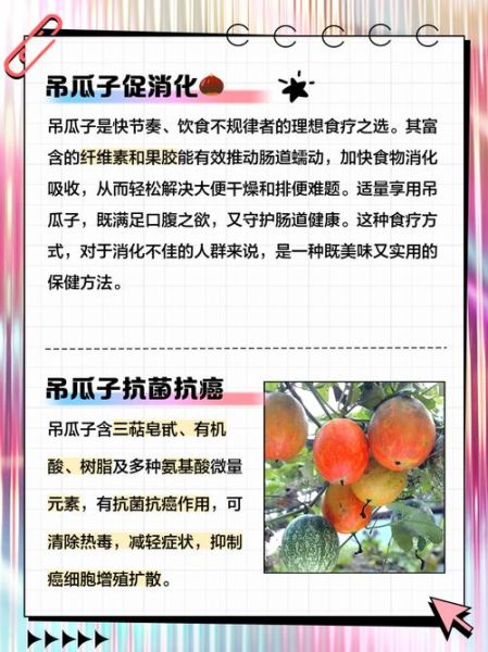 吊瓜子吃了会发胖吗_吊瓜子的功效与作用-第3张图片-山城妙识 吊瓜子吃了会发胖吗_吊瓜子的功效与作用-第3张图片-山城妙识