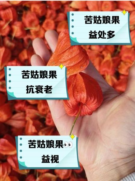 姑娘果哪些人不能吃_姑娘果禁忌人群有哪些-第2张图片-山城妙识 姑娘果哪些人不能吃_姑娘果禁忌人群有哪些-第2张图片-山城妙识