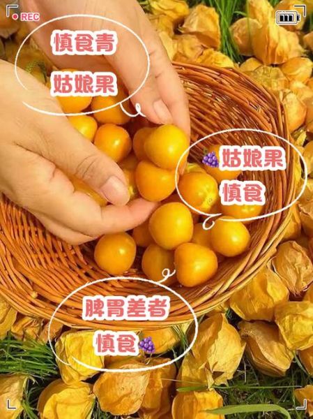 姑娘果哪些人不能吃_姑娘果禁忌人群有哪些-第1张图片-山城妙识 姑娘果哪些人不能吃_姑娘果禁忌人群有哪些-第1张图片-山城妙识