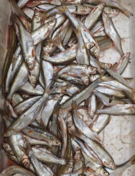 餐条鱼图片_餐条鱼长什么样-第1张图片-山城妙识 餐条鱼图片_餐条鱼长什么样-第1张图片-山城妙识