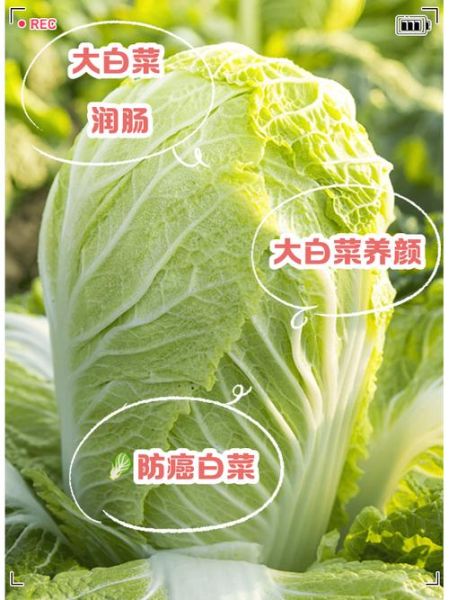 大白菜的功效与作用_吃大白菜能减肥吗-第1张图片-山城妙识 大白菜的功效与作用_吃大白菜能减肥吗-第1张图片-山城妙识