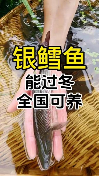 活鳕鱼怎么保存_活鳕鱼多少钱一斤-第3张图片-山城妙识