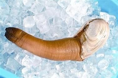 象拔蚌暗示什么_象拔蚌网络梗含义-第3张图片-山城妙识 象拔蚌暗示什么_象拔蚌网络梗含义-第3张图片-山城妙识