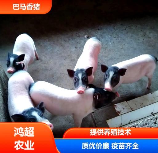 小香猪能长多大_迷你猪成年体重-第1张图片-山城妙识