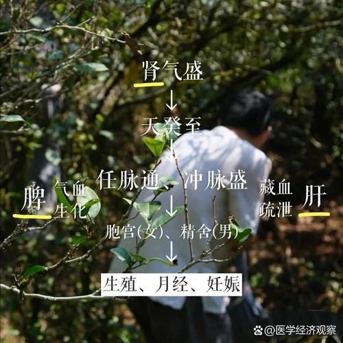 天癸的产生主要取决于什么_如何调理天癸不足-第2张图片-山城妙识 天癸的产生主要取决于什么_如何调理天癸不足-第2张图片-山城妙识