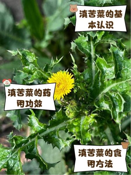 新鲜苦菜怎么吃_苦菜去苦味技巧-第3张图片-山城妙识