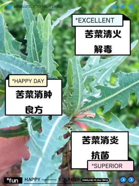 新鲜苦菜怎么吃_苦菜去苦味技巧-第2张图片-山城妙识