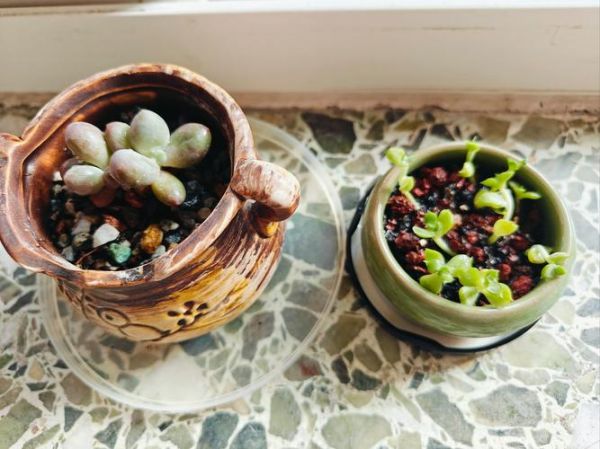 炸小鲫鱼怎么酥脆好吃_炸小鲫鱼酥脆秘诀-第1张图片-山城妙识 炸小鲫鱼怎么酥脆好吃_炸小鲫鱼酥脆秘诀-第1张图片-山城妙识