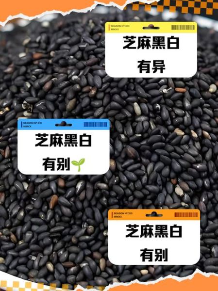 白芝麻和黑芝麻的营养区别_哪个更适合补钙-第1张图片-山城妙识