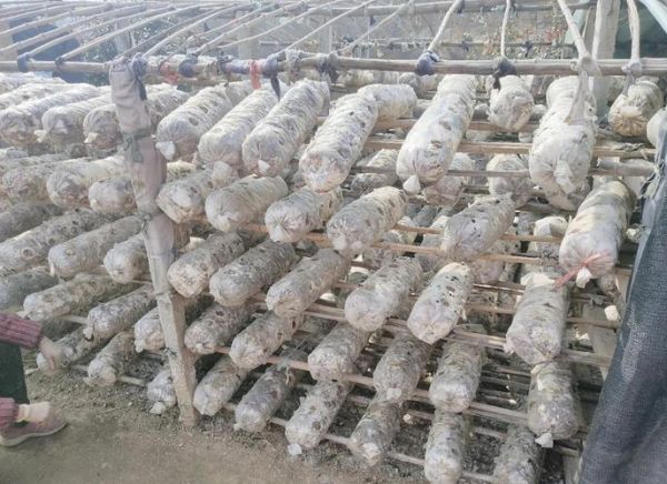 花菇多少钱一斤_花菇价格为何波动大-第1张图片-山城妙识