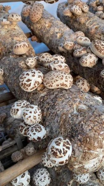 花菇多少钱一斤_花菇价格为何波动大-第3张图片-山城妙识