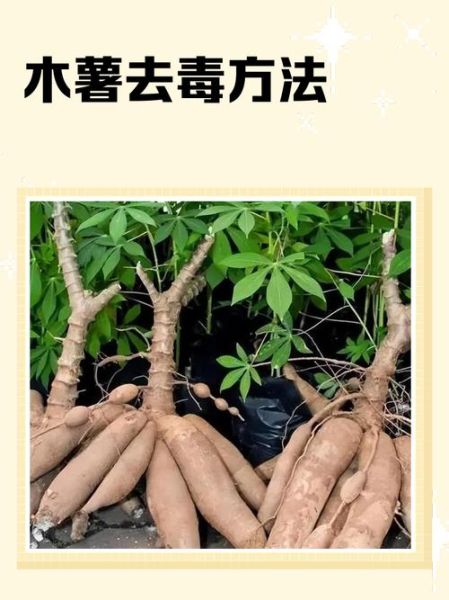 新鲜木薯怎么吃才安全_木薯去毒的正确方法-第1张图片-山城妙识