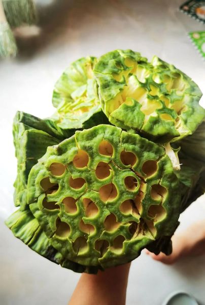 莲蓬r是什么_莲蓬r怎么吃-第2张图片-山城妙识