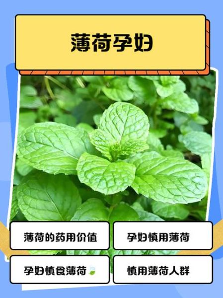 薄荷不适宜人群有哪些_孕妇能吃薄荷吗-第1张图片-山城妙识