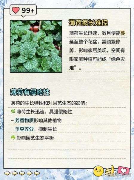 薄荷不适宜人群有哪些_孕妇能吃薄荷吗-第3张图片-山城妙识