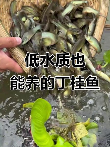 丁桂鱼养殖技术和方法_丁桂鱼养殖周期多长-第3张图片-山城妙识 丁桂鱼养殖技术和方法_丁桂鱼养殖周期多长-第3张图片-山城妙识