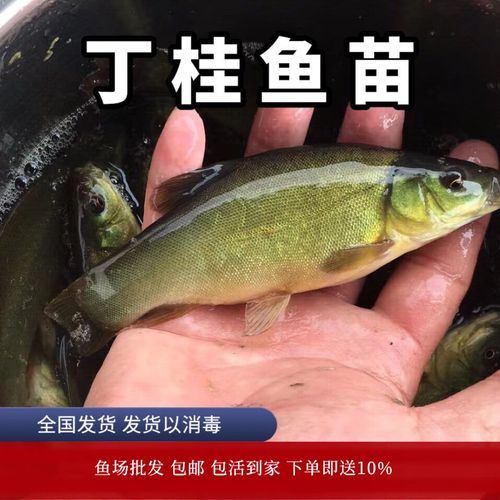 丁桂鱼养殖技术和方法_丁桂鱼养殖周期多长-第1张图片-山城妙识 丁桂鱼养殖技术和方法_丁桂鱼养殖周期多长-第1张图片-山城妙识