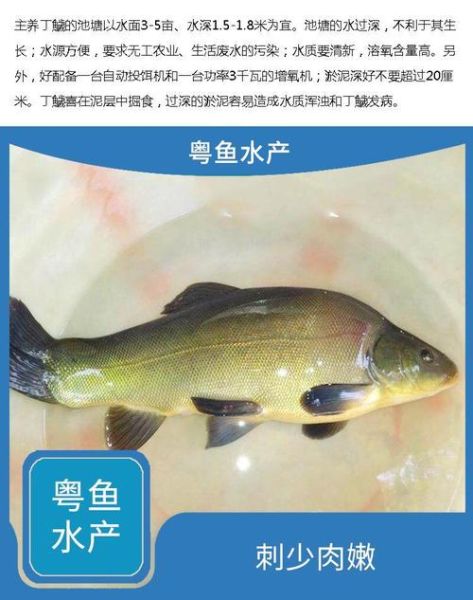 丁桂鱼养殖技术和方法_丁桂鱼养殖周期多长-第2张图片-山城妙识 丁桂鱼养殖技术和方法_丁桂鱼养殖周期多长-第2张图片-山城妙识