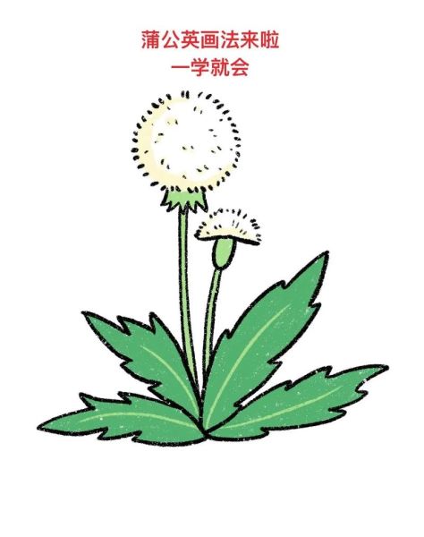 蒲公英怎么画_蒲公英简笔画教程-第2张图片-山城妙识