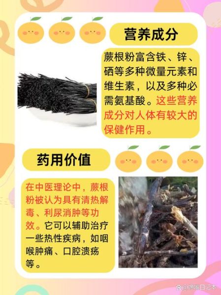 蕨根粉的作用与功效_蕨根粉禁忌有哪些-第2张图片-山城妙识