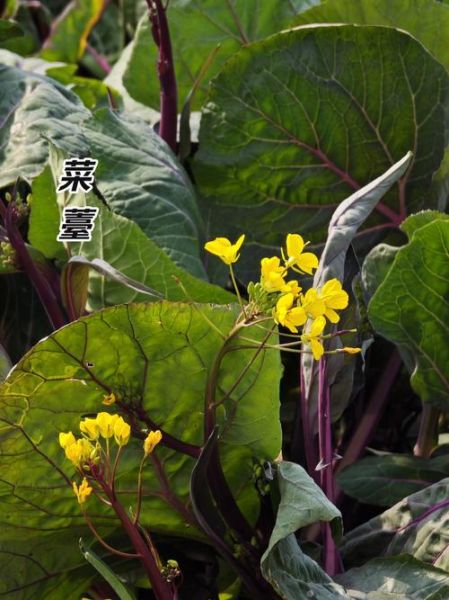 菜薹怎么炒好吃_菜薹和菜心区别-第1张图片-山城妙识 菜薹怎么炒好吃_菜薹和菜心区别-第1张图片-山城妙识