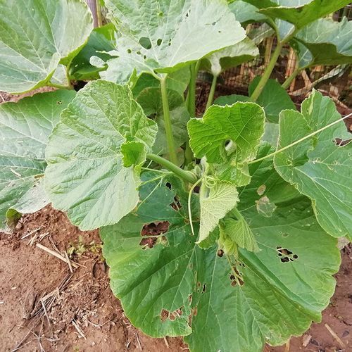 吊方瓜图片_如何挑选新鲜吊方瓜-第2张图片-山城妙识 吊方瓜图片_如何挑选新鲜吊方瓜-第2张图片-山城妙识