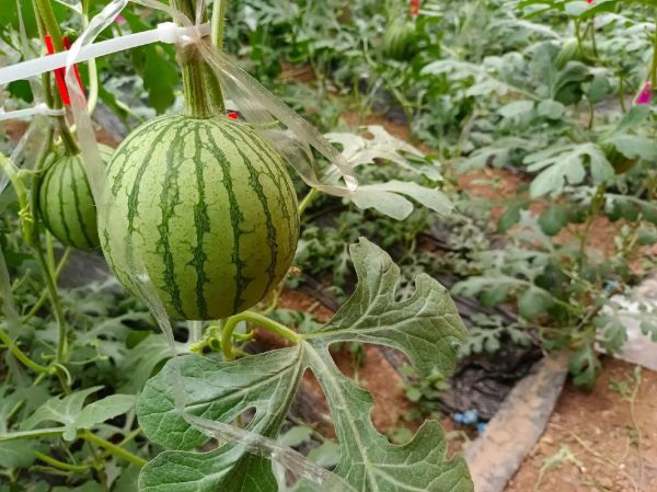 吊方瓜图片_如何挑选新鲜吊方瓜-第3张图片-山城妙识 吊方瓜图片_如何挑选新鲜吊方瓜-第3张图片-山城妙识