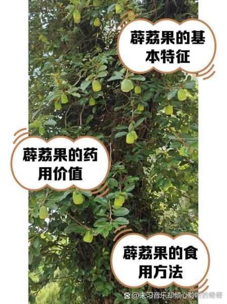 爱玉果和薜荔果的区别_如何一眼分辨-第1张图片-山城妙识 爱玉果和薜荔果的区别_如何一眼分辨-第1张图片-山城妙识