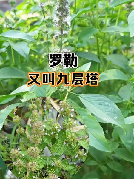 九层塔是什么菜_九层塔和罗勒的区别-第2张图片-山城妙识
